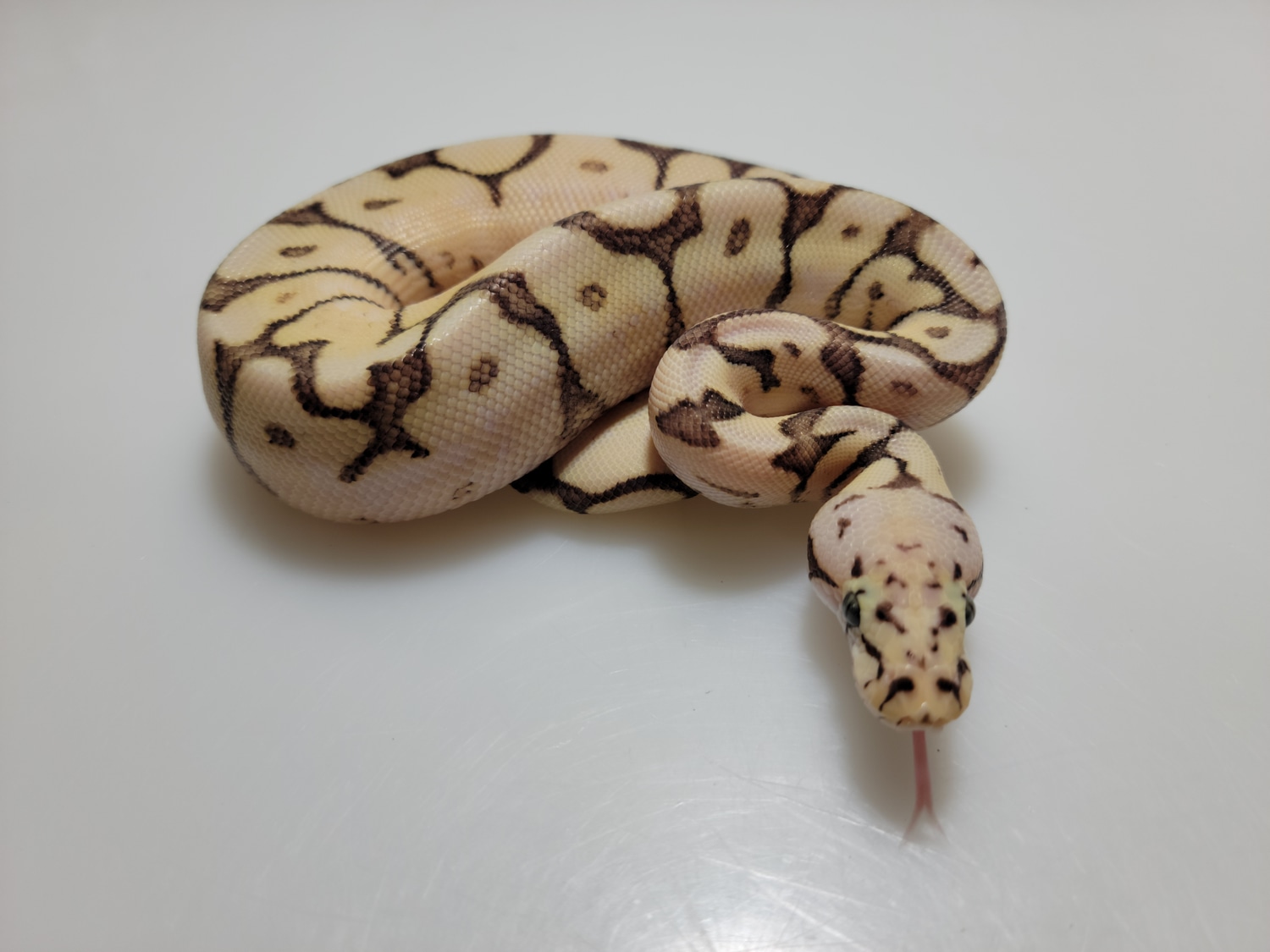 Firebee 50%het Albino Ball Python by Mike3000's Ballz - MorphMarket