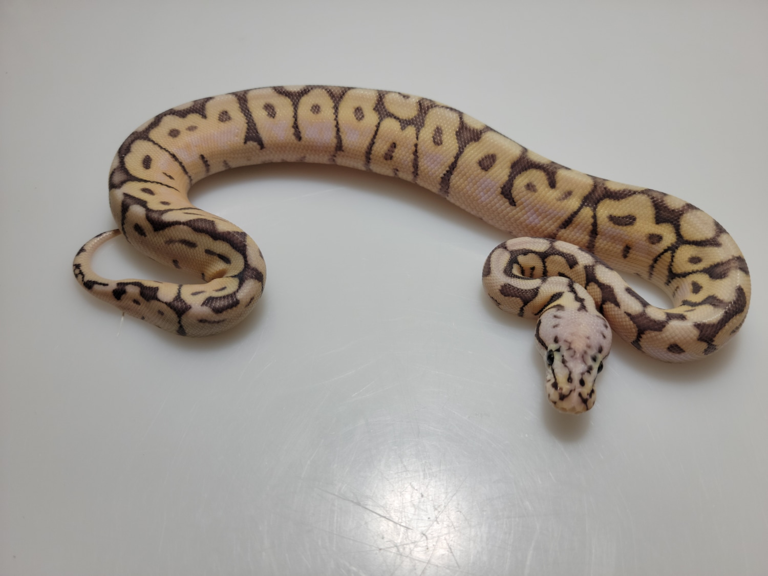 Firebee 50%het Albino Ball Python by Mike3000's Ballz - MorphMarket
