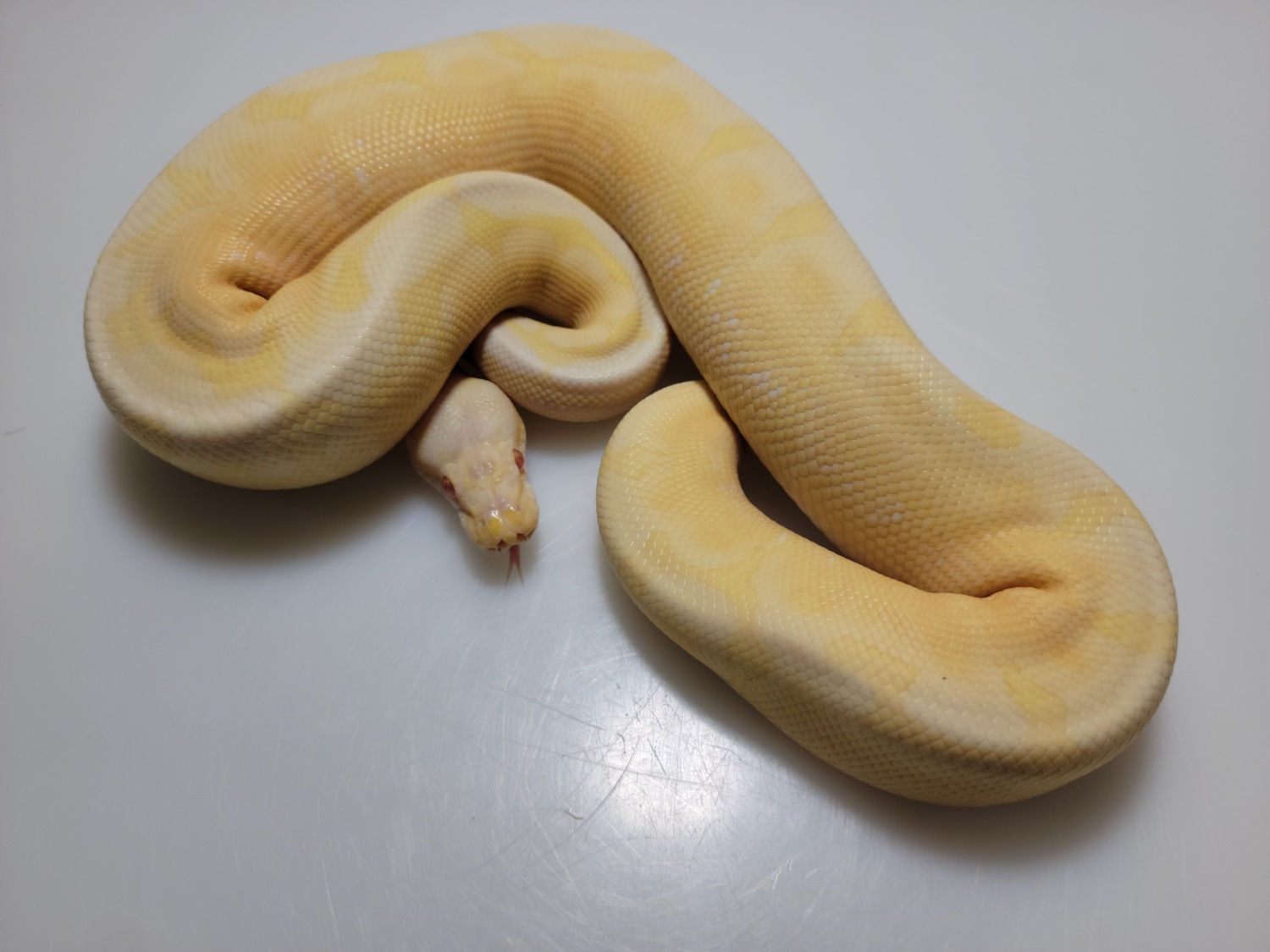 Albino Bumblebee Ball Python by Mike3000's Ballz - MorphMarket