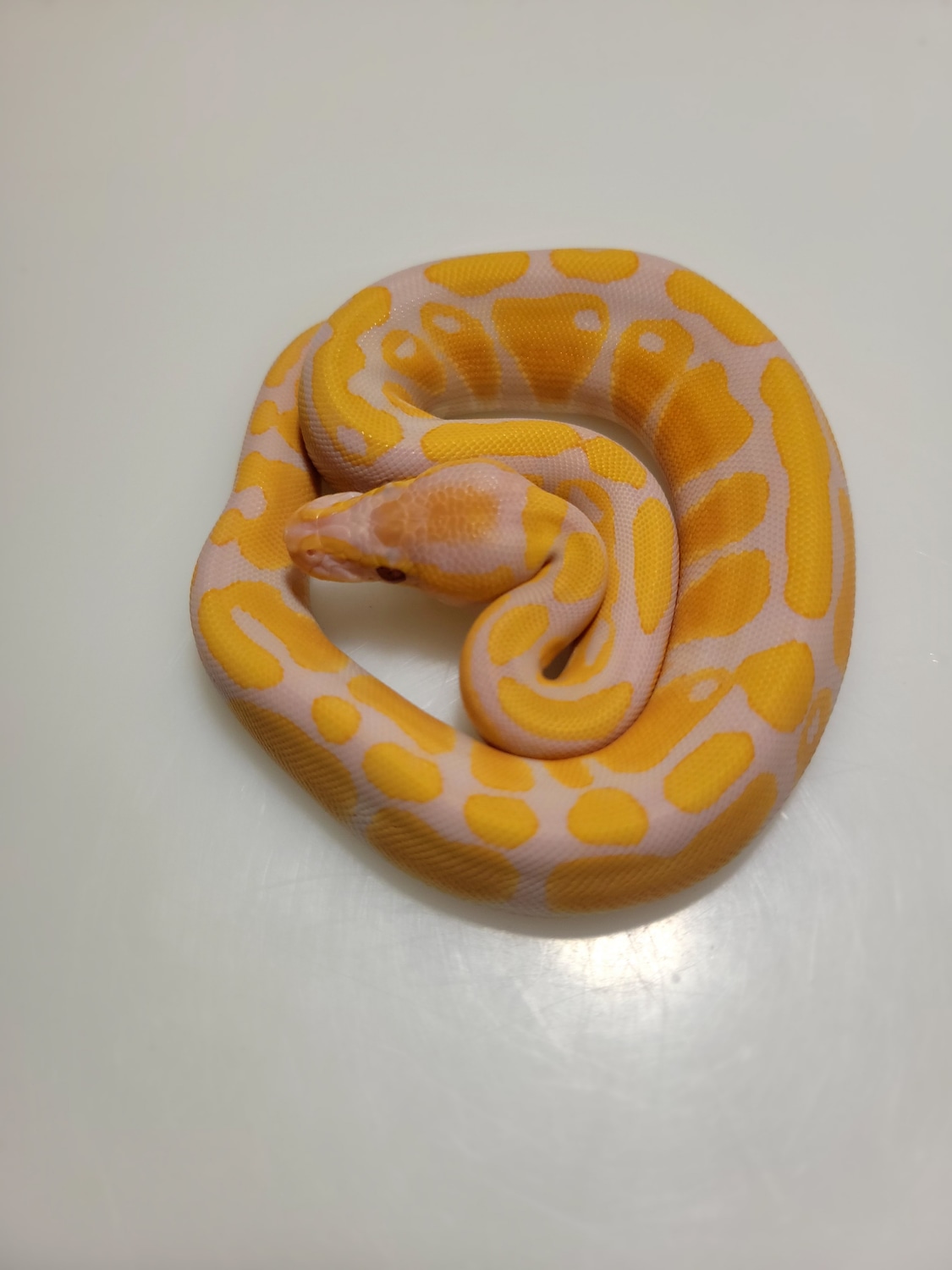 Lavender Albino Ball Python by Mike3000's Ballz - MorphMarket