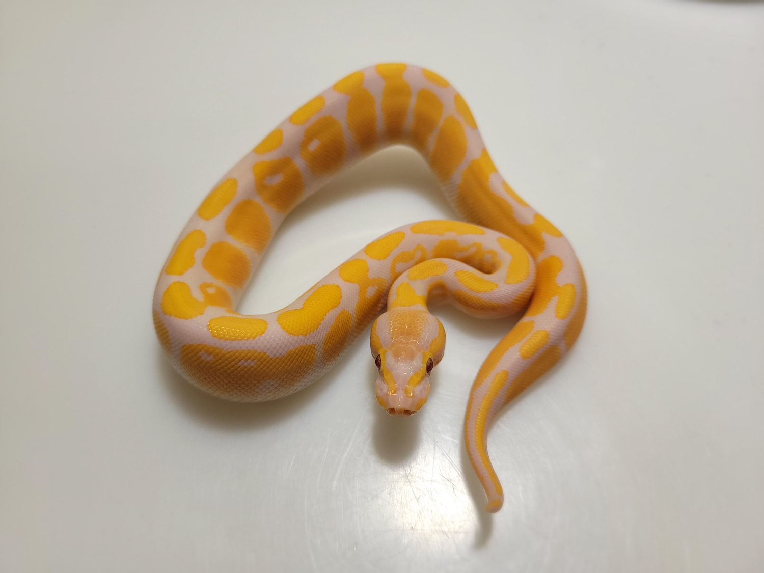 Lavender Albino Ball Python by Mike3000's Ballz - MorphMarket