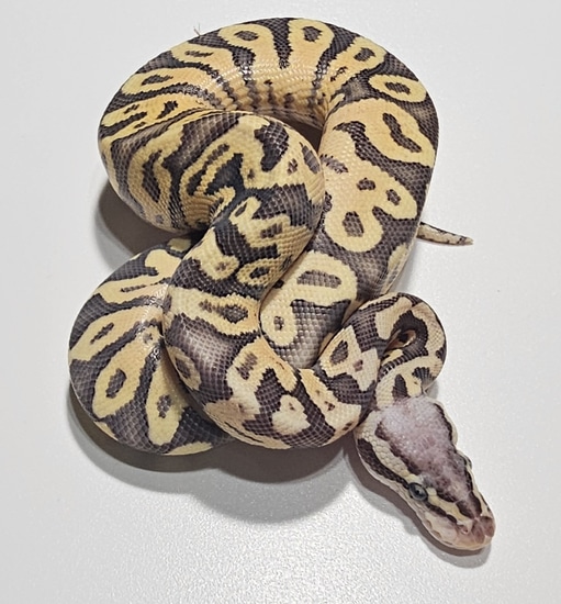 SUPERFLY Ball Python by Mike3000's Ballz