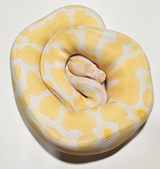 Albino 50% Het Pied Ball Python by Mike3000's Ballz