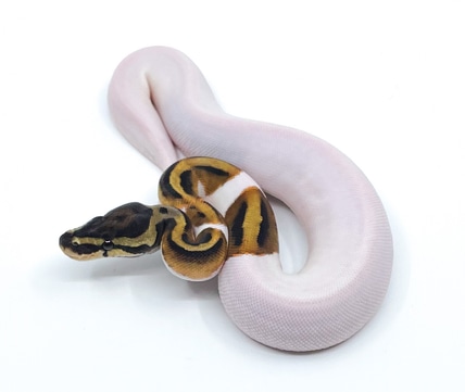 Super Pastel Pied Het DG Ball Python by RMB Exotics - MorphMarket