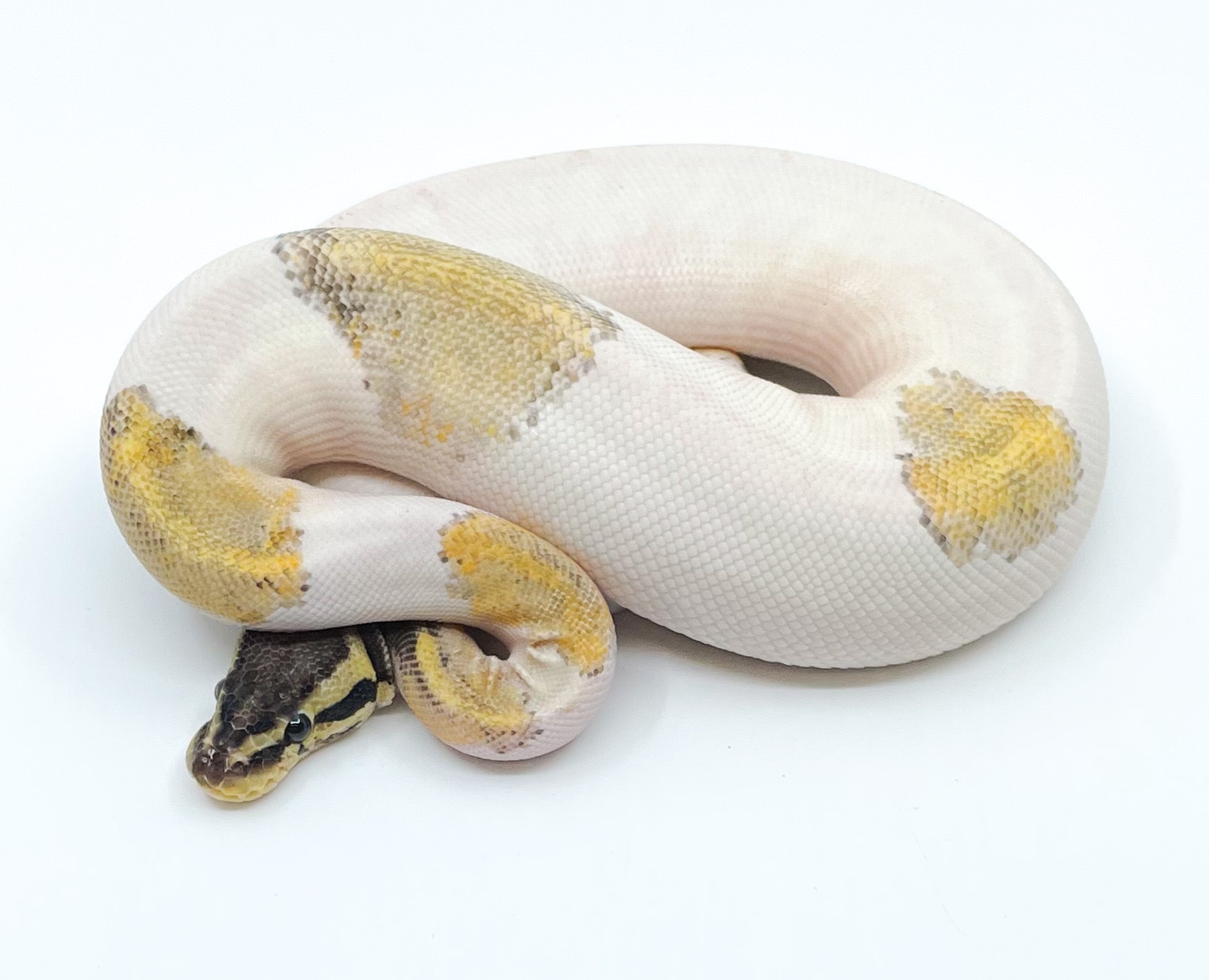 Super Pastel Pied Het DG Ball Python by RMB Exotics - MorphMarket