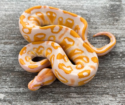Super Pastel Pied Het DG Ball Python by RMB Exotics - MorphMarket