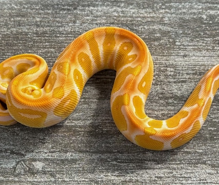 Super Pastel Pied Het DG Ball Python by RMB Exotics - MorphMarket