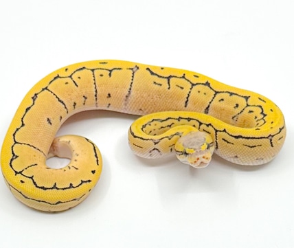 Super Pastel Pied Het DG Ball Python by RMB Exotics - MorphMarket