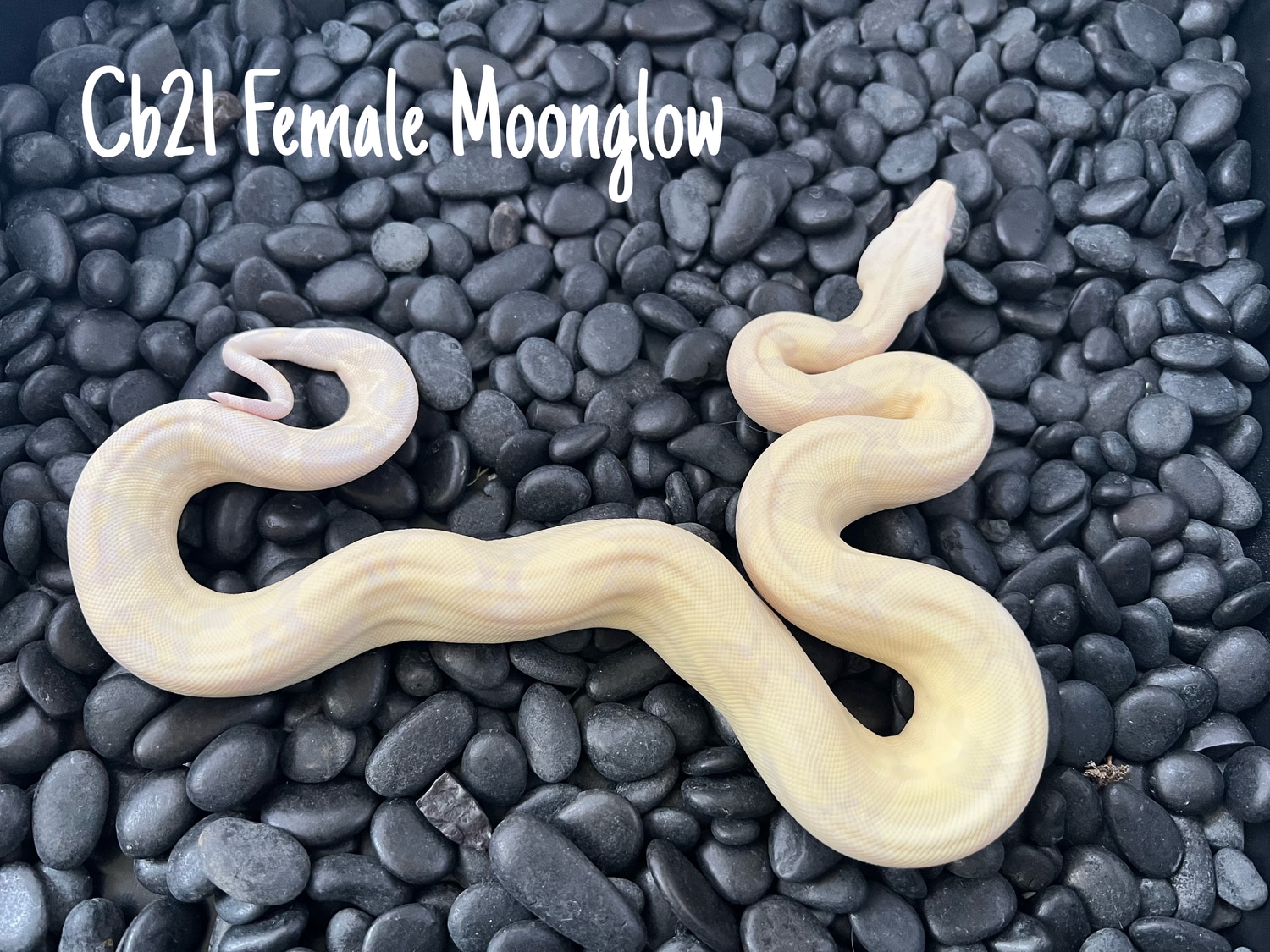 Moonglow Boa Boa Constrictor by Simply Boas - MorphMarket
