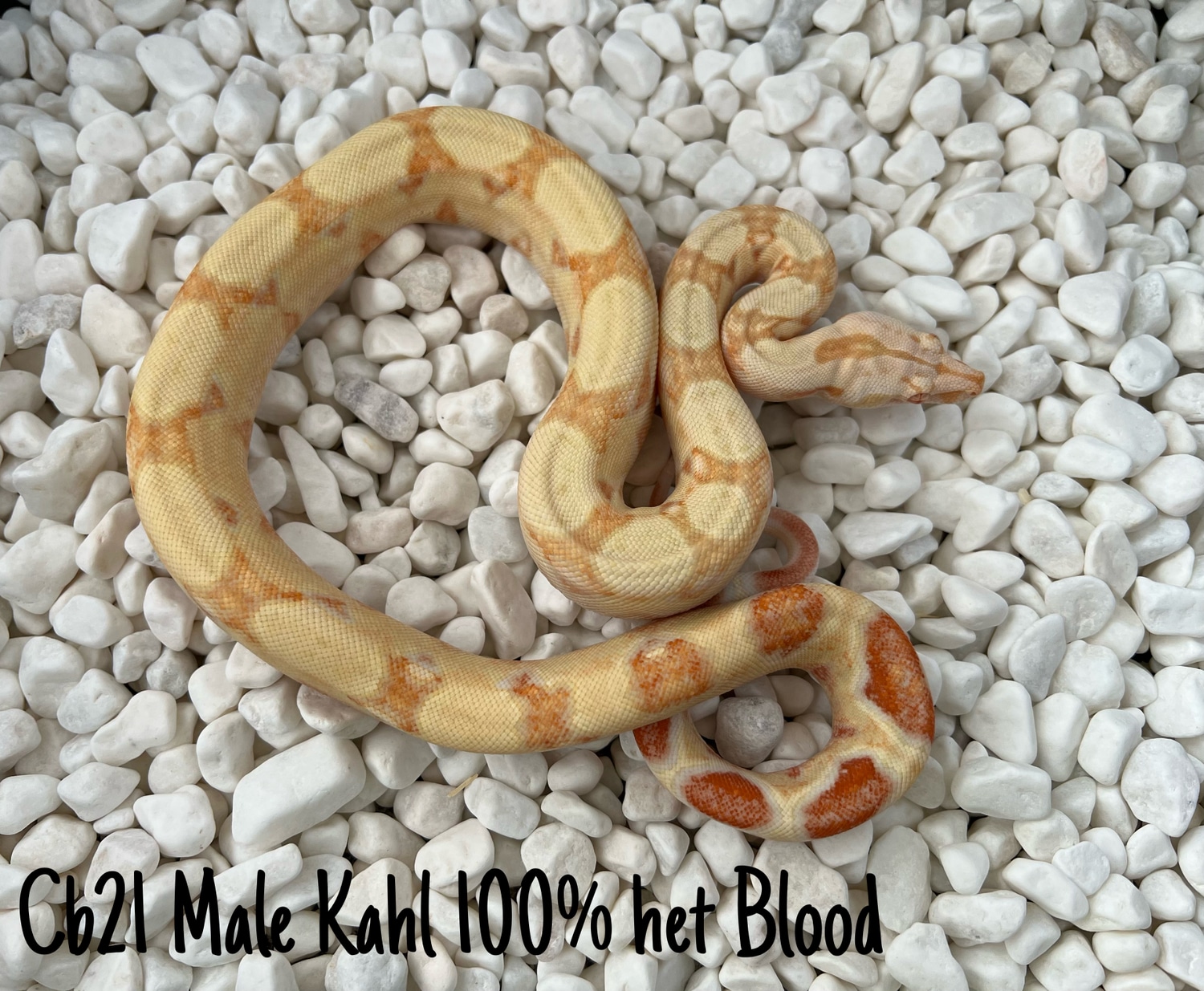 Cb21 Male Kahl Albino 100% Het Blood Boa Constrictor by Simply Boas ...