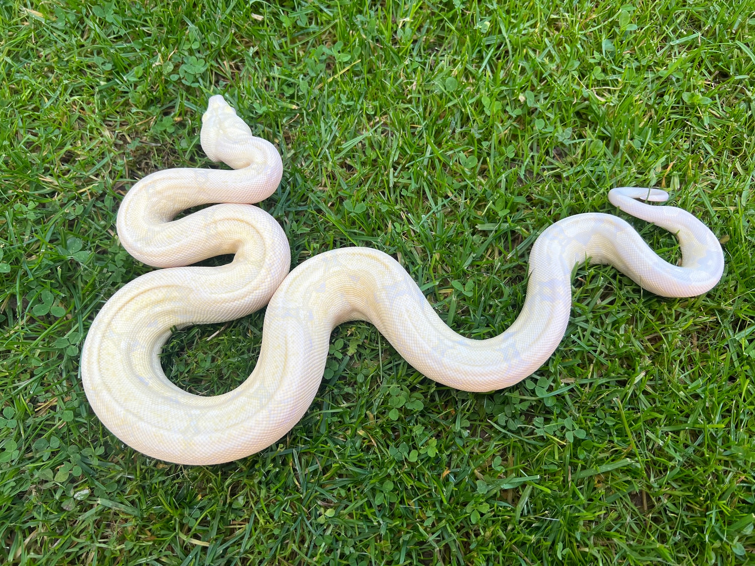 Cb21 Female Snow Arab (Kahl) Boa Constrictor by Simply Boas - MorphMarket