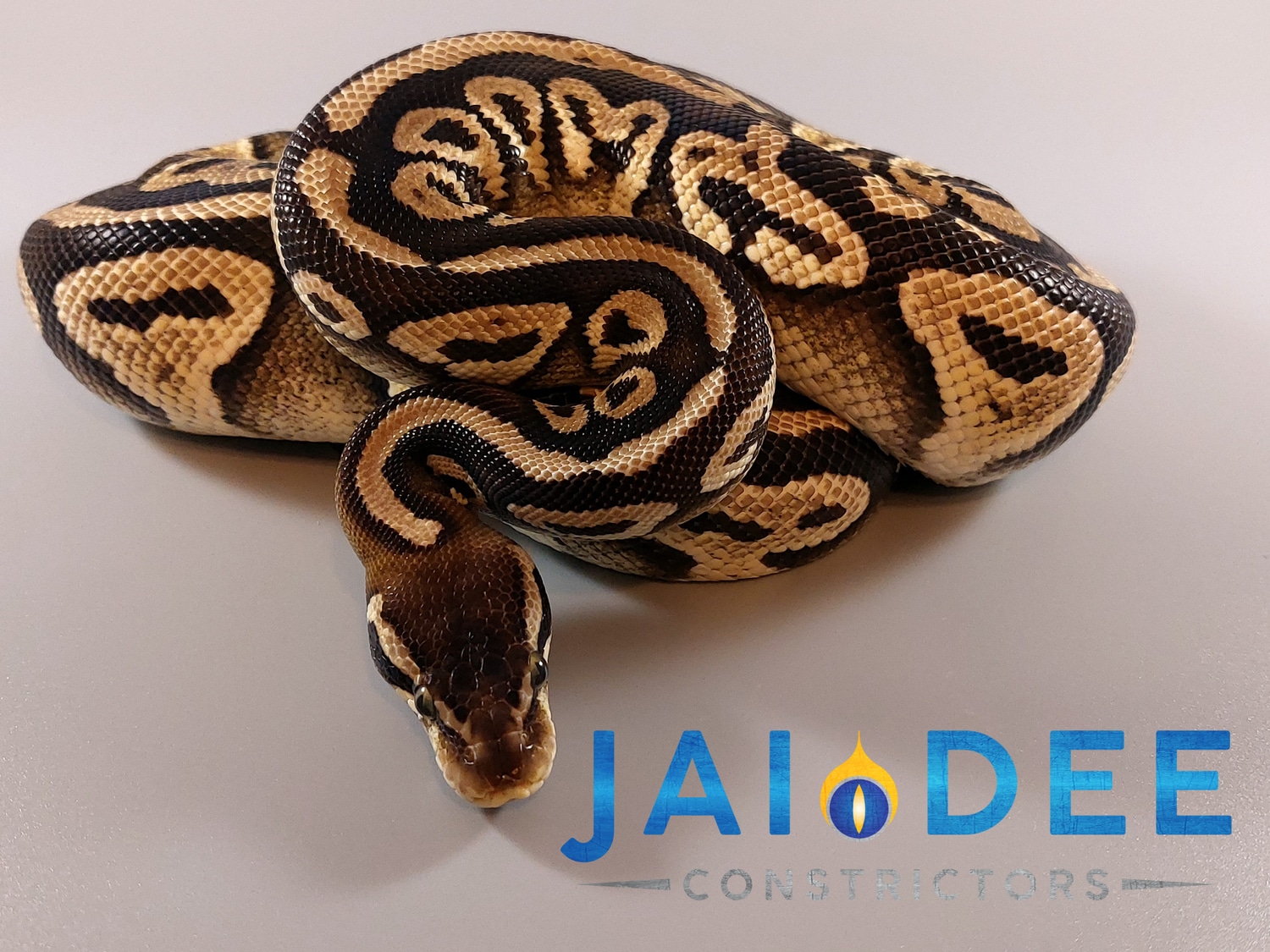 Pastel Mystic Ball Python by Jai Dee Constrictors - MorphMarket