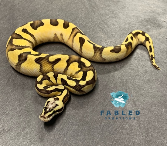 OD Calico Fire Enchi Pastel Het Clown Ball Python by Fabled Creations