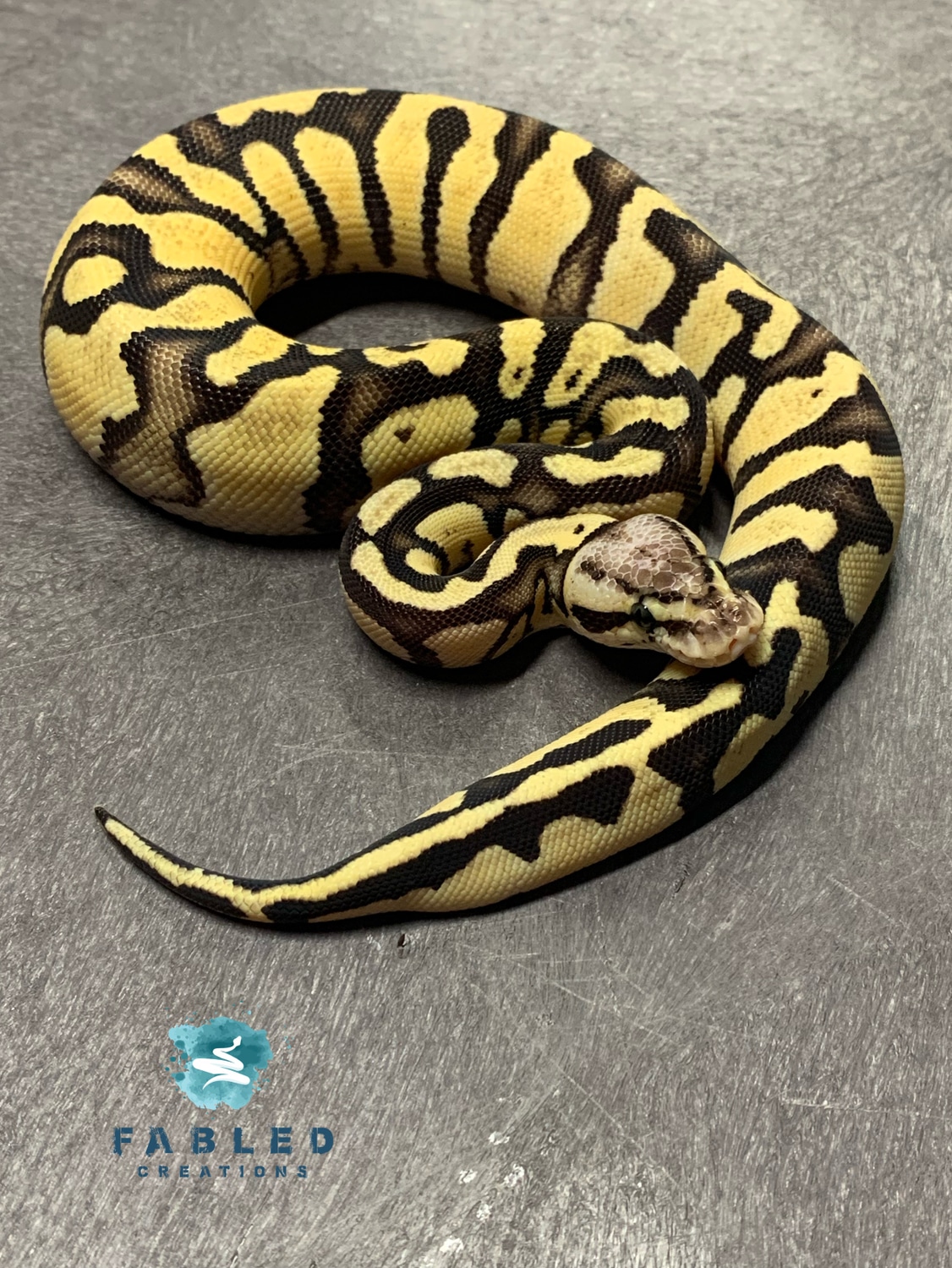 Firefly Enchi Het Clown Ball Python by Fabled Creations - MorphMarket