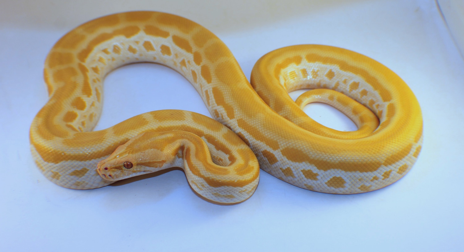 Pearl Het Green Burmese Python by Carty's Constrictors - MorphMarket