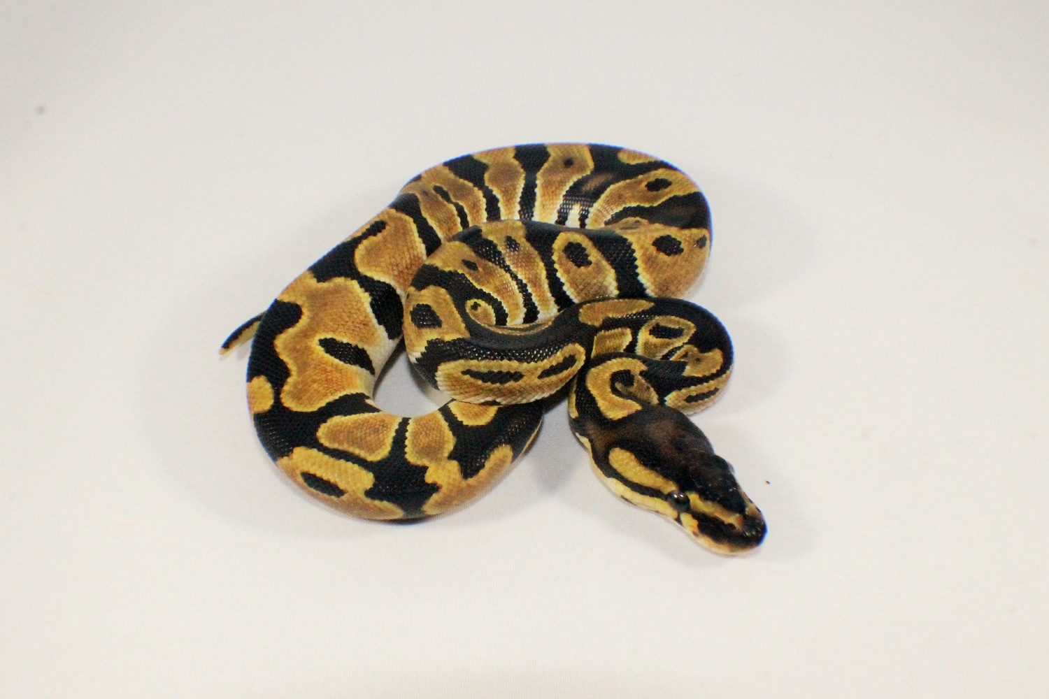 Orange Dream Ball Python by Carty's Constrictors - MorphMarket