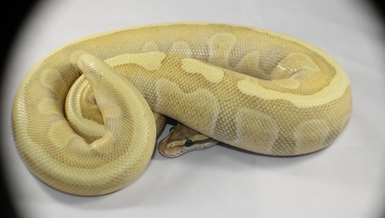 Butter Enchi Fire Het Tri Stripe Ball Python by Carty's Constrictors