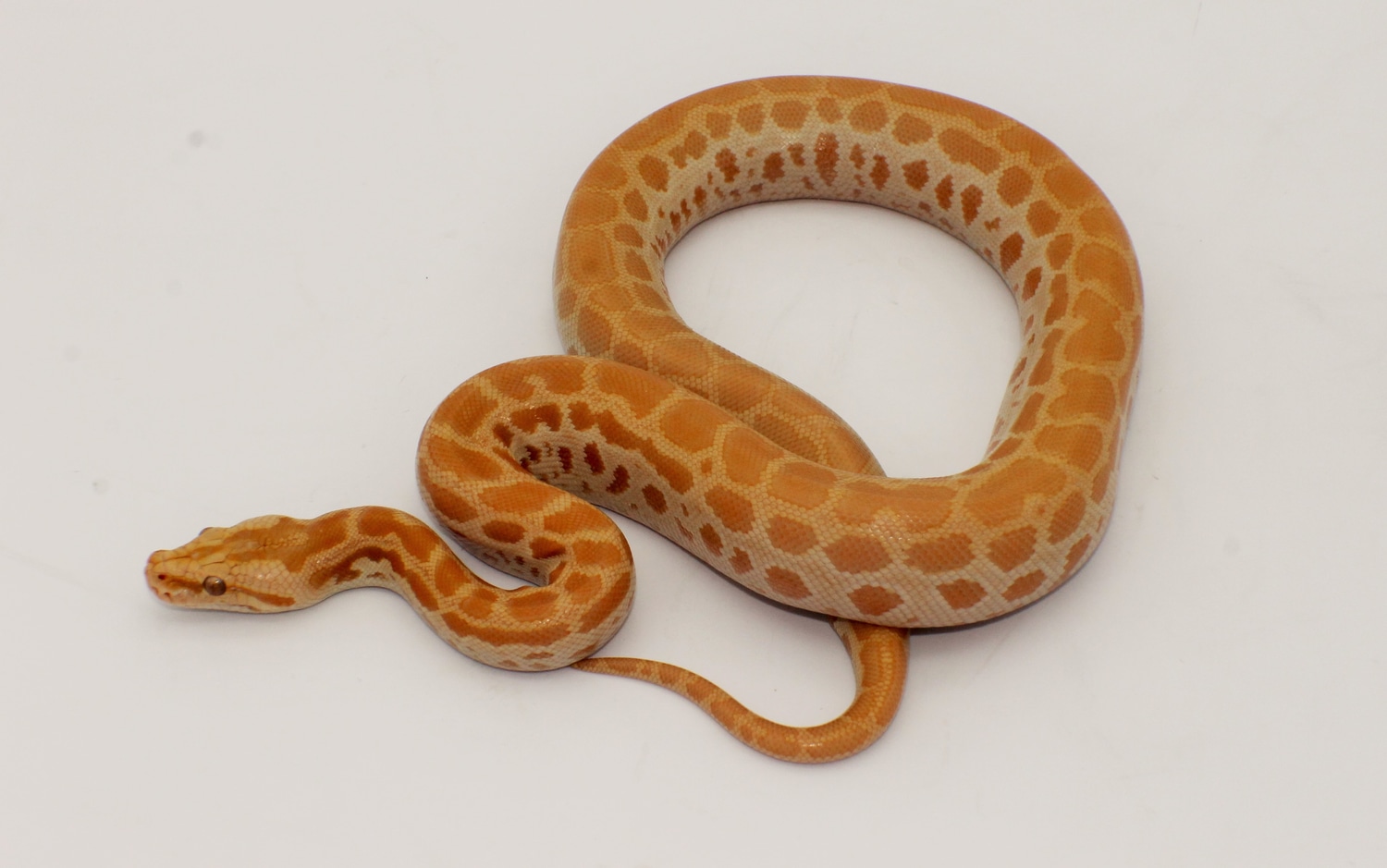 Pearl Het Green Burmese Python by Carty's Constrictors - MorphMarket