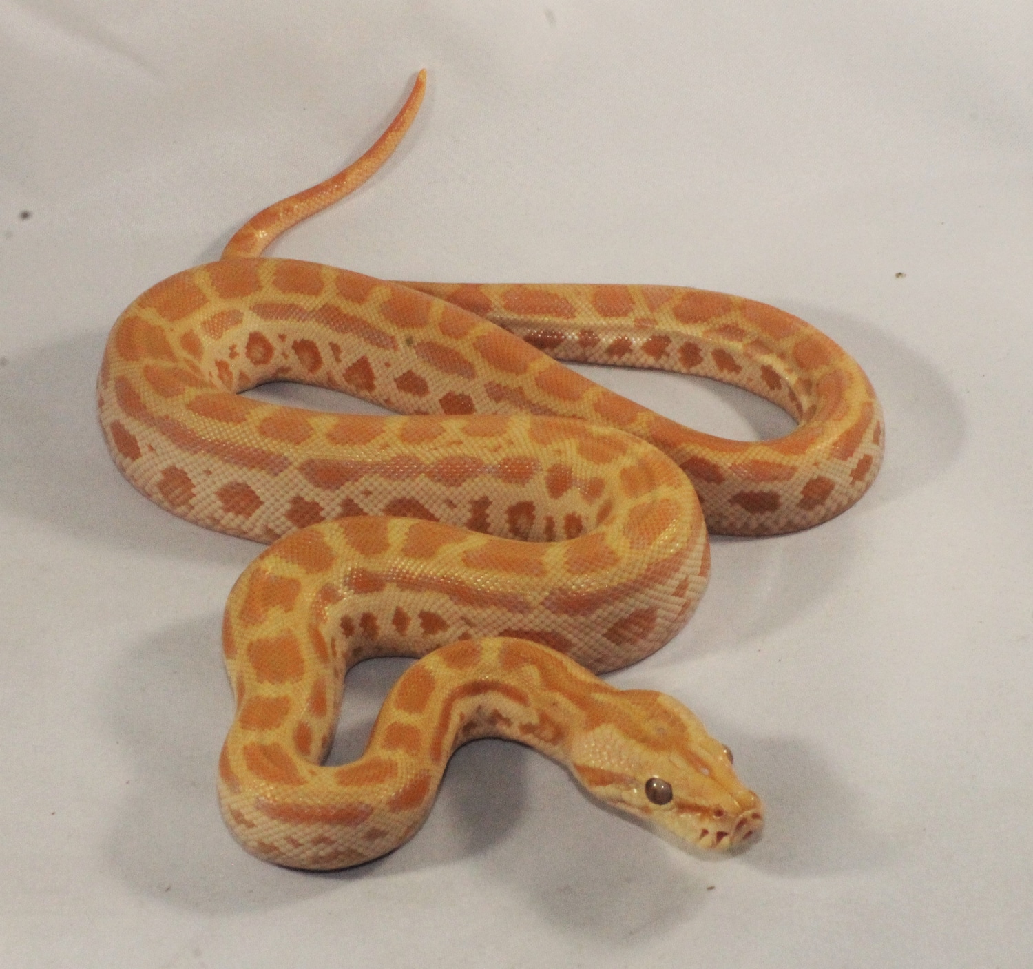 Pearl Het Green Burmese Python by Carty's Constrictors - MorphMarket