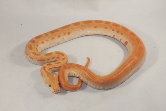 Albino Green Burmese Python by Carty's Constrictors