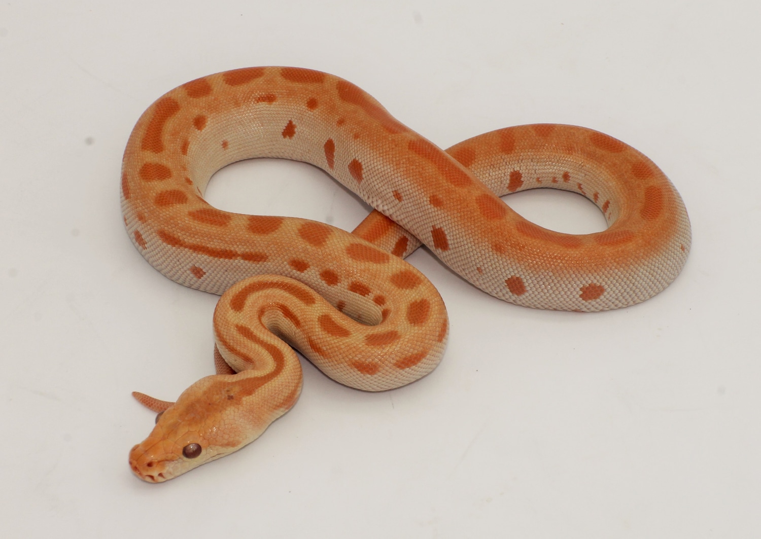Albino Green Burmese Python by Carty's Constrictors - MorphMarket