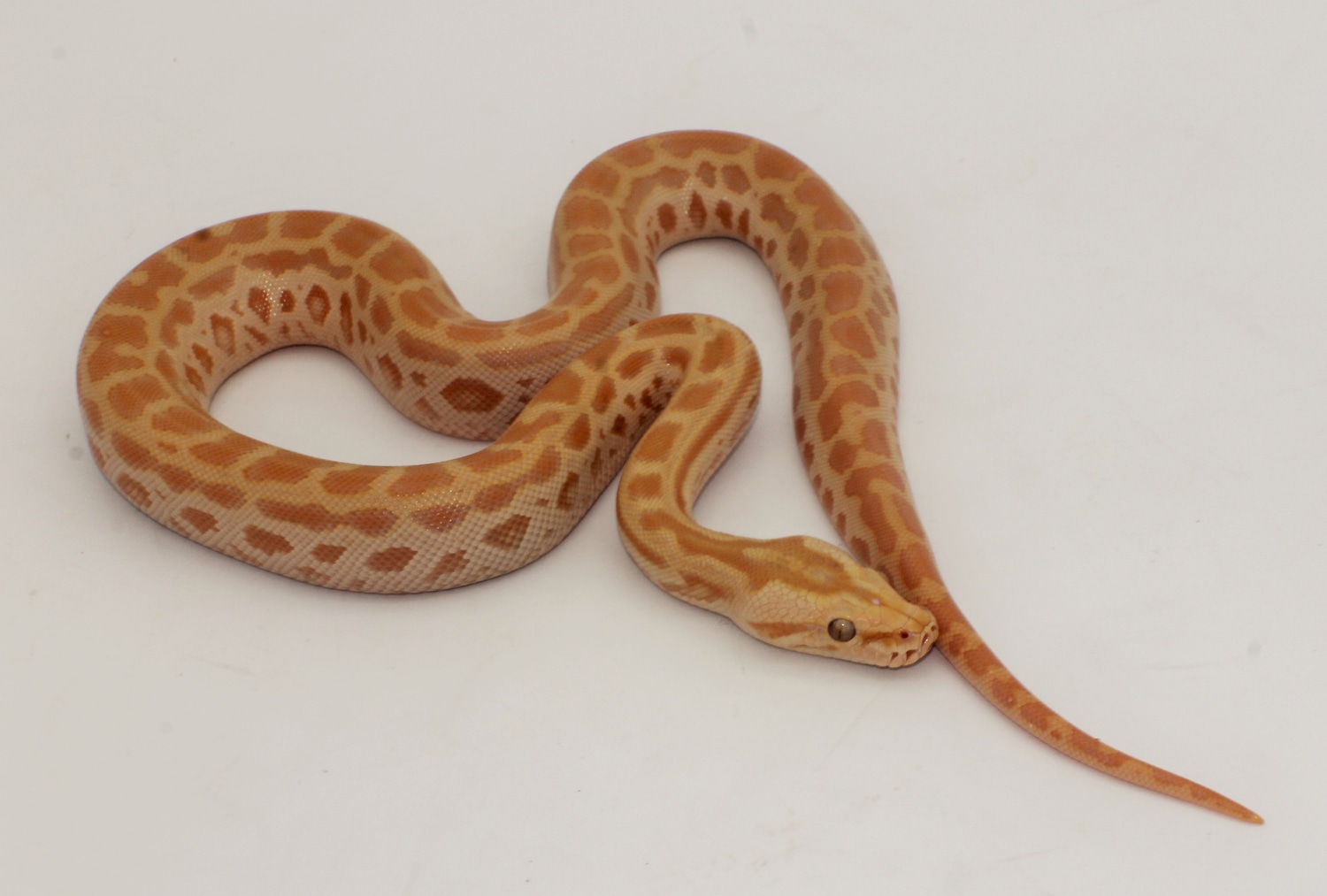 Pearl Het Green Burmese Python by Carty's Constrictors - MorphMarket