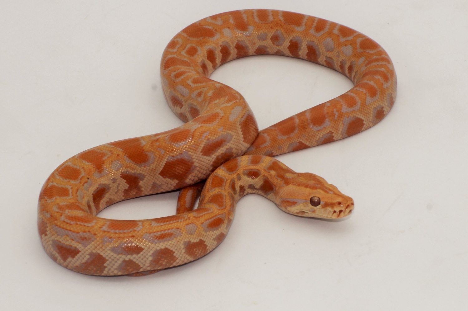 Albino Het Green Burmese Python by Carty's Constrictors - MorphMarket