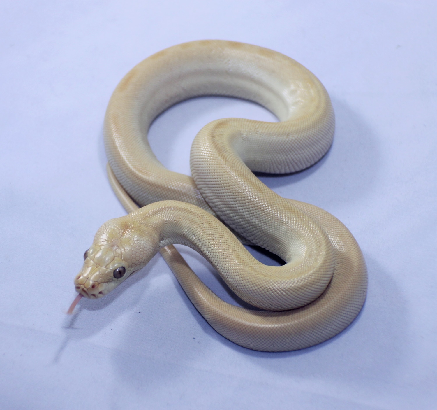 Pearl Green Burmese Python by Carty's Constrictors - MorphMarket