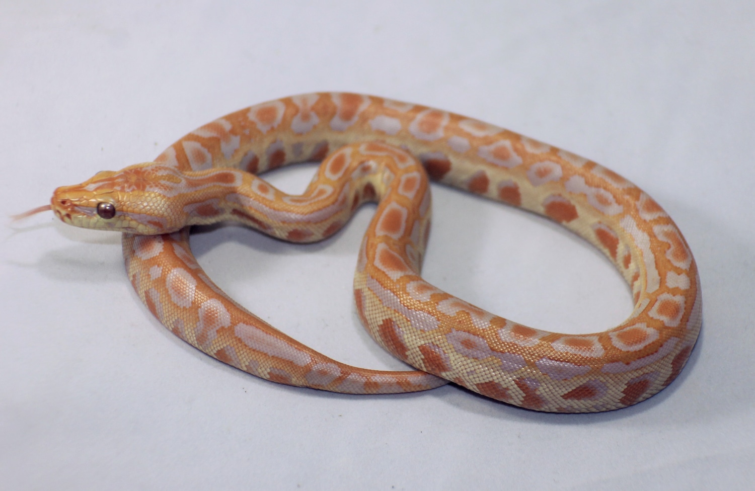 Albino 66% Het Green Burmese Python by Carty's Constrictors - MorphMarket