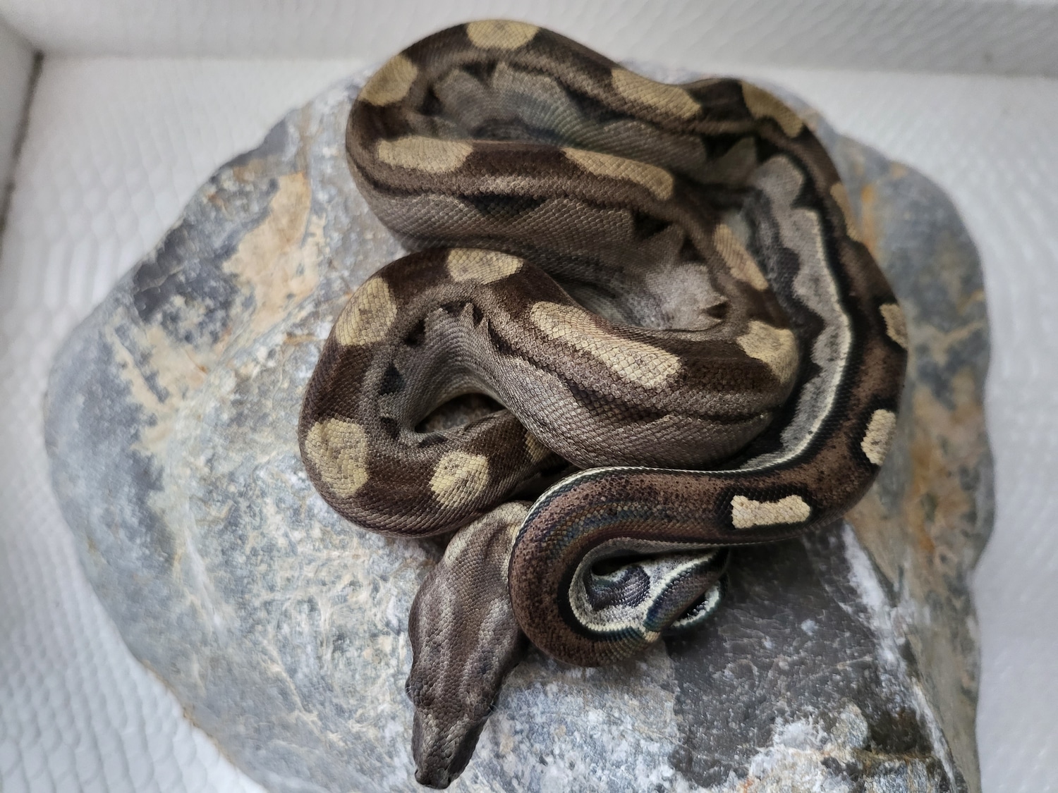 Anery Motley Het Snow Boa Constrictor by Rocky Mountain Constrictors ...