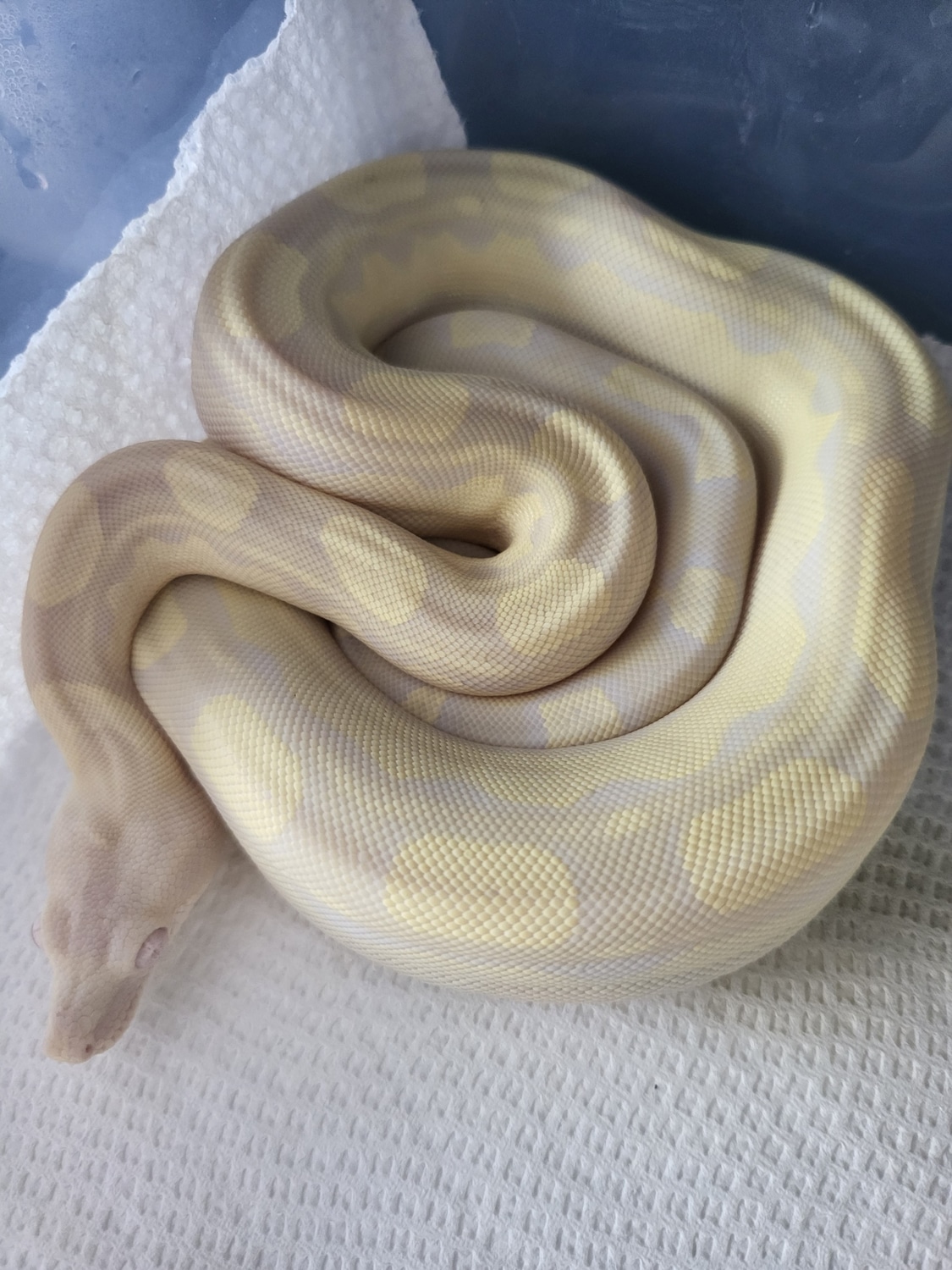 Snow Motley IMG Boa Constrictor by Rocky Mountain Constrictors ...