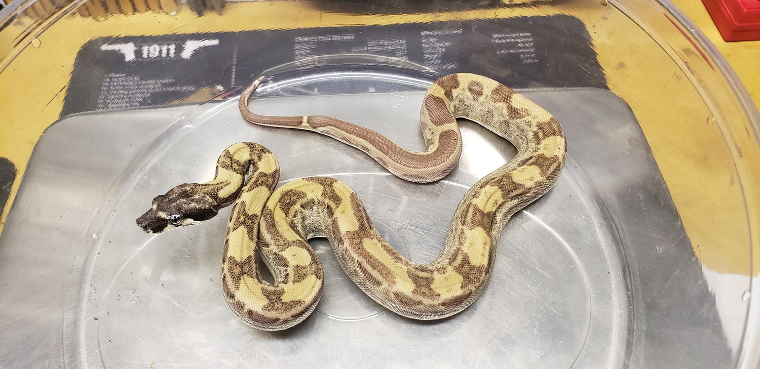 Ghost Motley Het Moonglow Boa Constrictor by Rocky Mountain ...