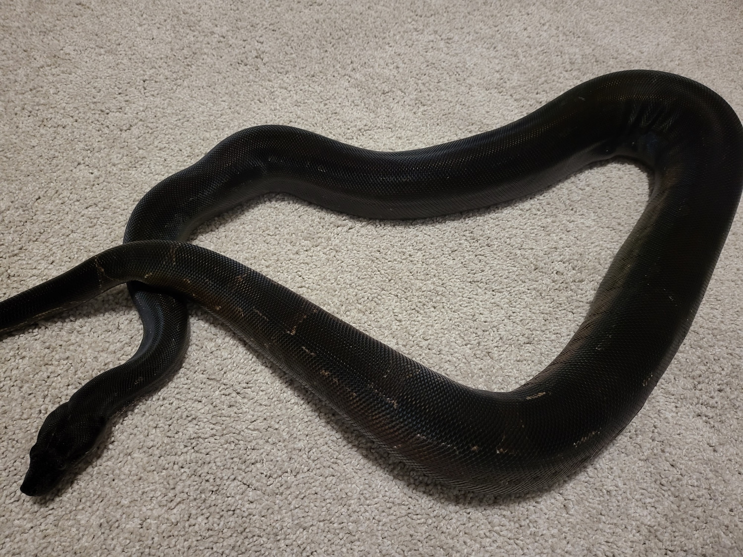 Anery IMG Boa Constrictor by Rocky Mountain Constrictors - MorphMarket