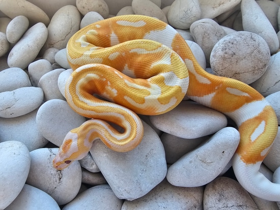 Dreamsicle Ball Python by Rocky Mountain Constrictors