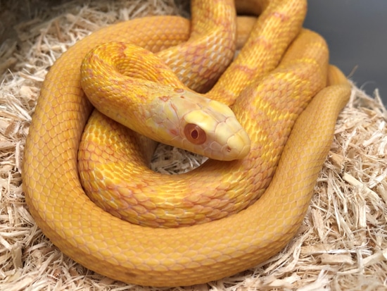 2021 Male Albino King Rat Other Rat Snake by Amazon Reptile Center, Inc.