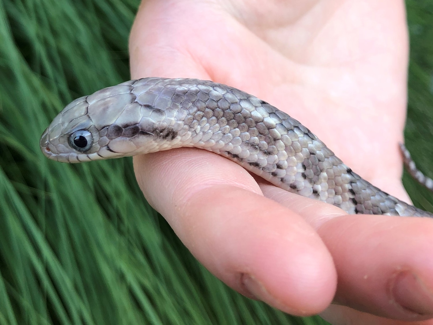 Lavender False Water Cobra More Colubrid by Amazon Reptile Center, Inc ...