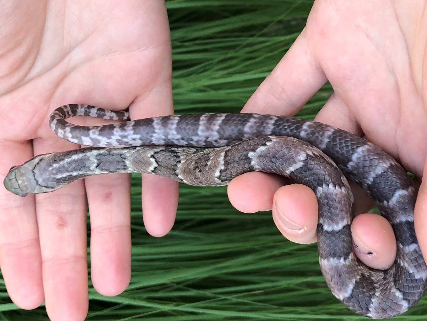 Lavender False Water Cobra Other Colubrid by Amazon Reptile Center, Inc ...
