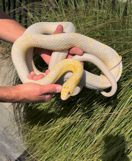 Albino King Rat Other Rat Snake by Amazon Reptile Center, Inc.