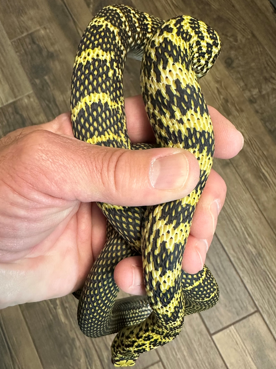 King Rat Snake Other Rat Snake by Amazon Reptile Center, Inc. - MorphMarket