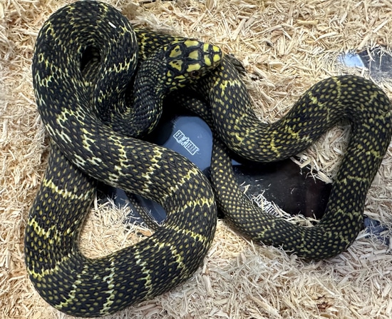 King Rat Snake Other Rat Snake by Amazon Reptile Center, Inc.