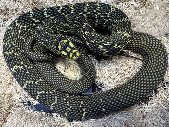 King Rat Snake Other Rat Snake by Amazon Reptile Center, Inc.