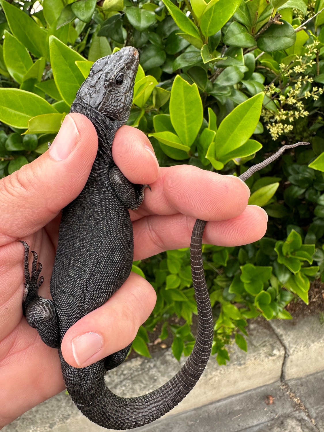 Melanistic Jeweled Lacerta More Lizard by Amazon Reptile Center, Inc ...
