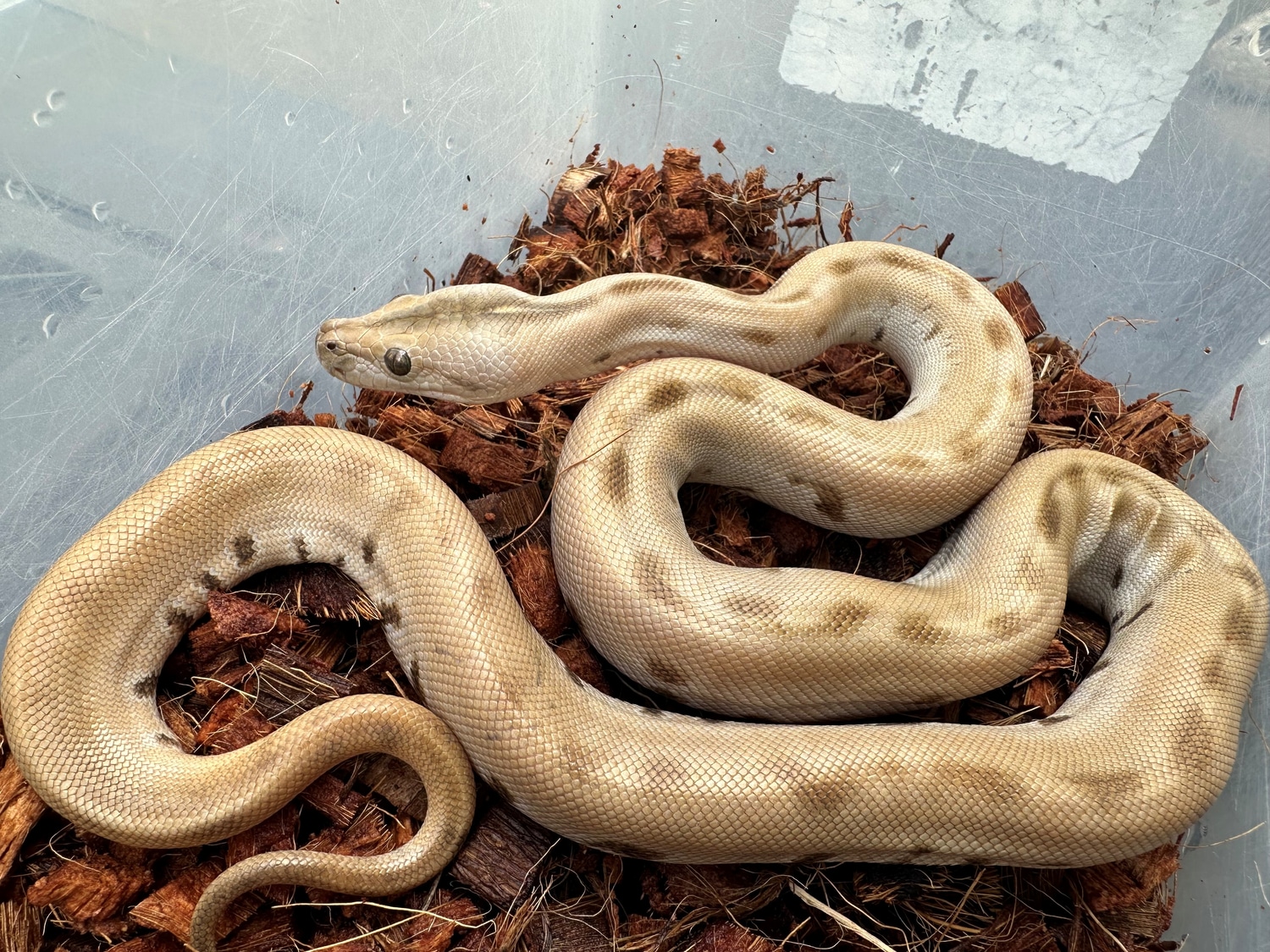 Patternless Het Granite Albino Burmese Python by Amazon Reptile Center ...