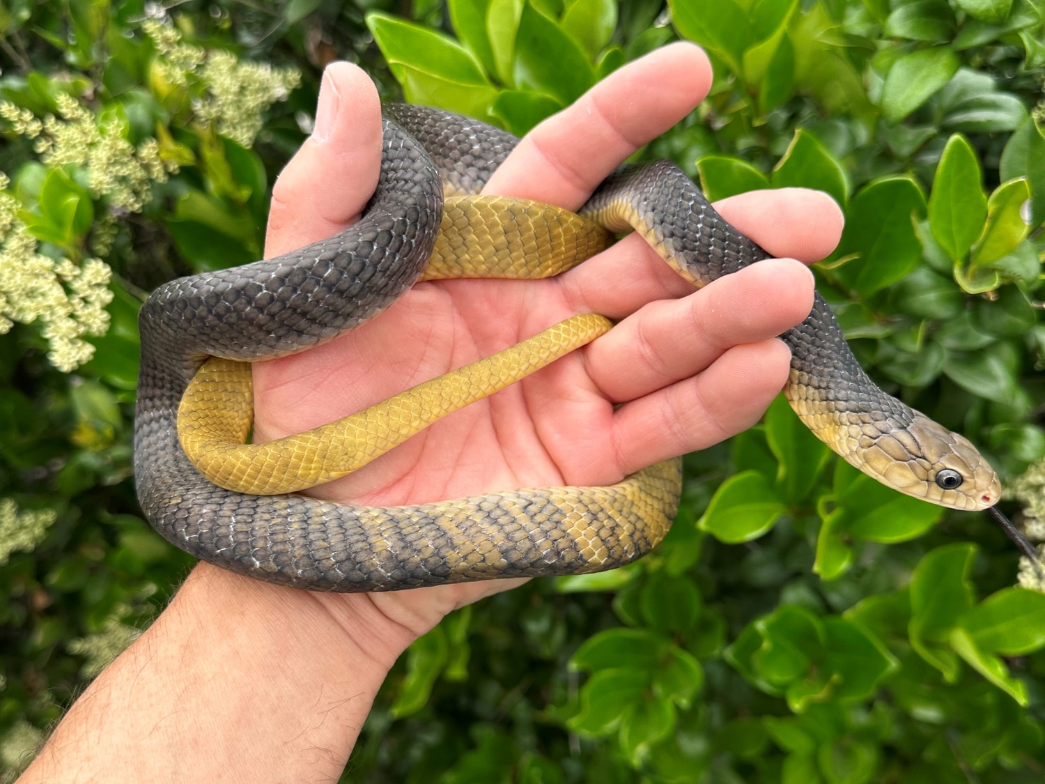 Cbb F1 Yellow Tailed Cribo Indigo Snake by Amazon Reptile Center, Inc ...
