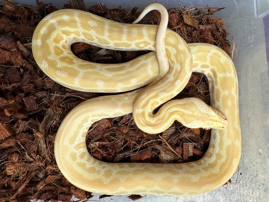 Pearl Het Patternless Granite Burmese Python by Amazon Reptile Center, Inc.