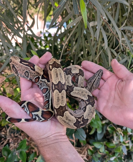 North Brazilian Boa True Red-Tailed Boa Constrictor by Amazon Reptile ...