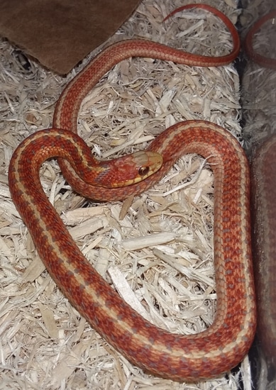 Albino Erythristic Easterns Garter Snake by Fedzen Reptiles