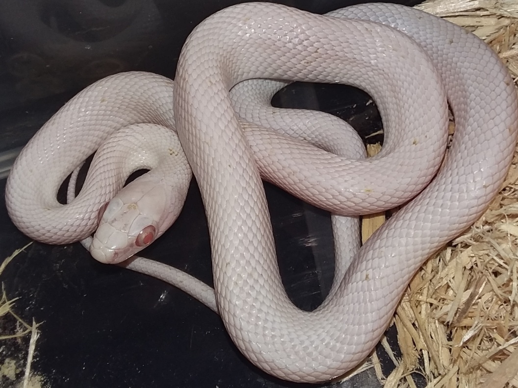 Butter Palmetto Corn Snake by Fedzen Reptiles - MorphMarket