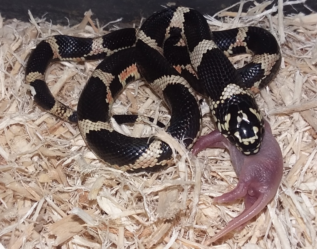 South GA Locale X Outer Banks Eastern Kingsnake by Fedzen Reptiles ...