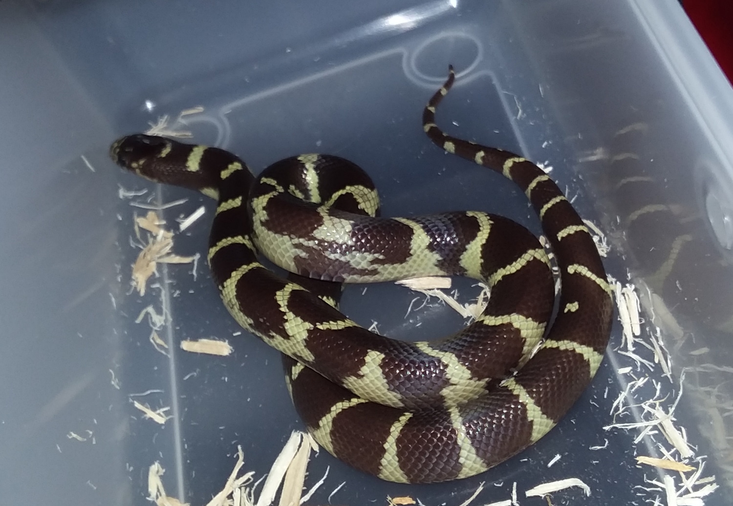Aberrant Het Pink Pearl California Kingsnake by Fedzen Reptiles ...